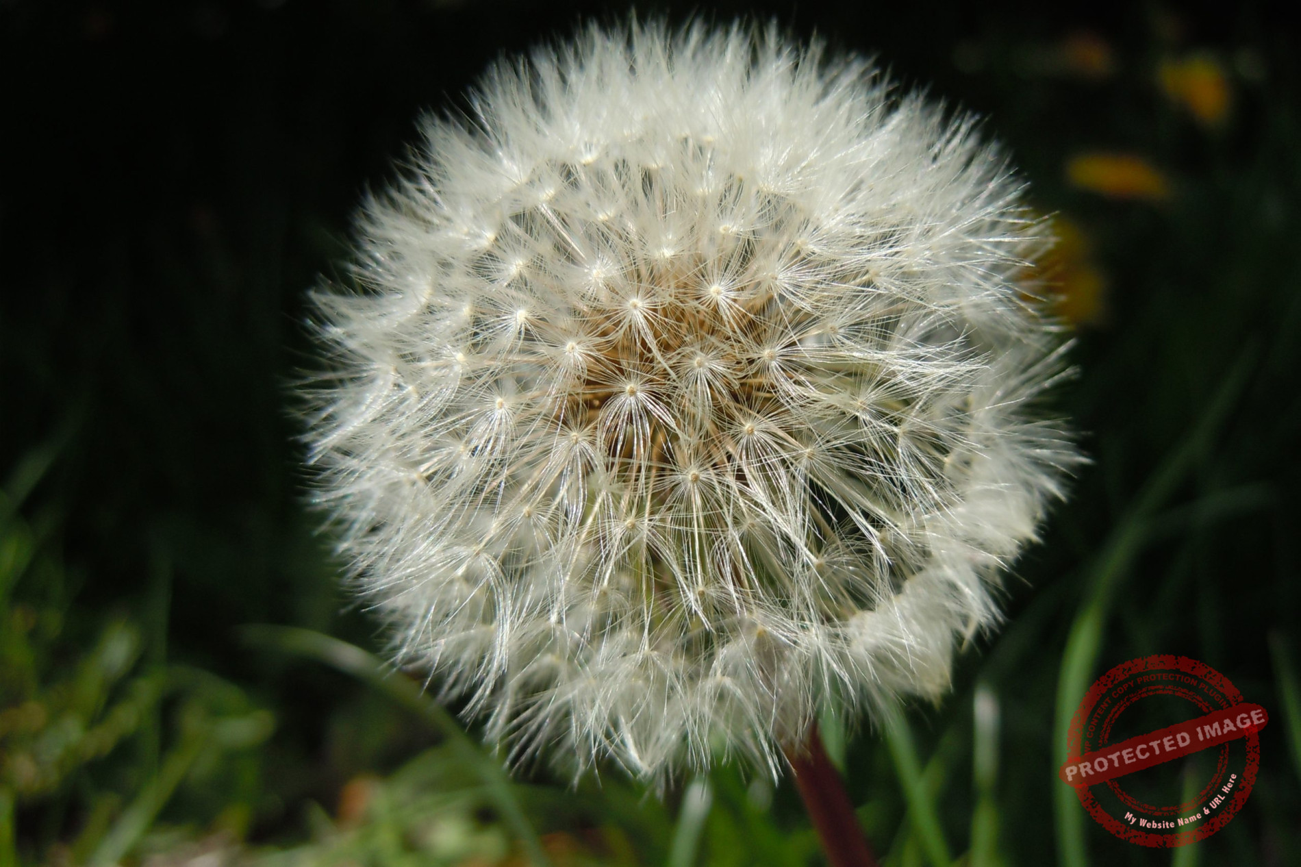 Dandy’ Lion – Whisper Photos